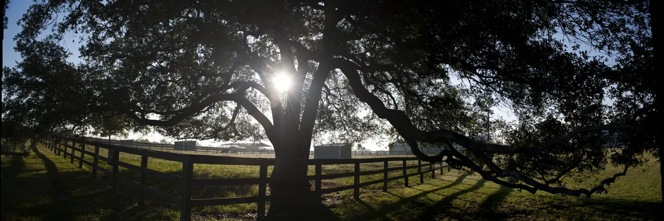 The Charlie Thomas Collection | Auction Details | RM Sotheby's